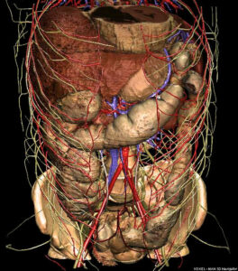 Three-Dimensional Anatomy of the Abdomen