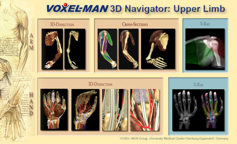 VOXEL-MAN 3D Navigator: Upper Limb