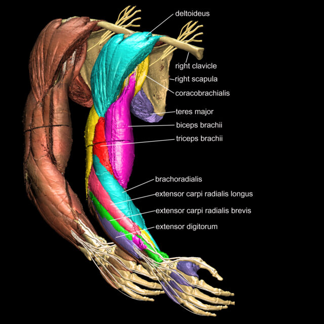 Anatomy of the Arm and Hand